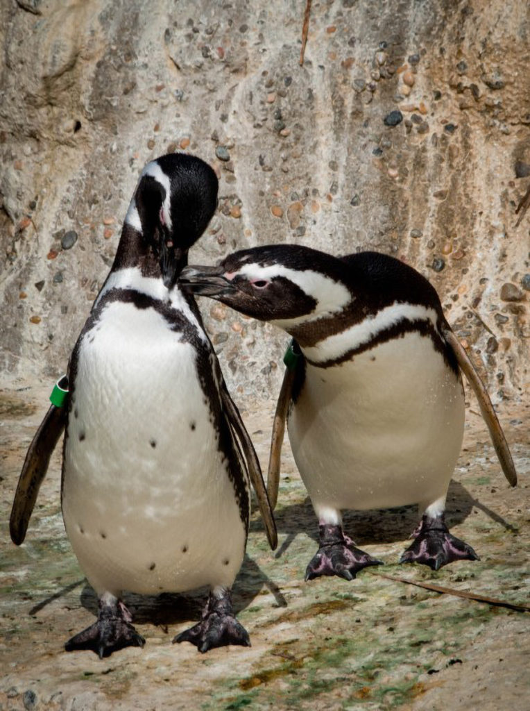 What Is a Penguin? – Barnes & Conti Blog